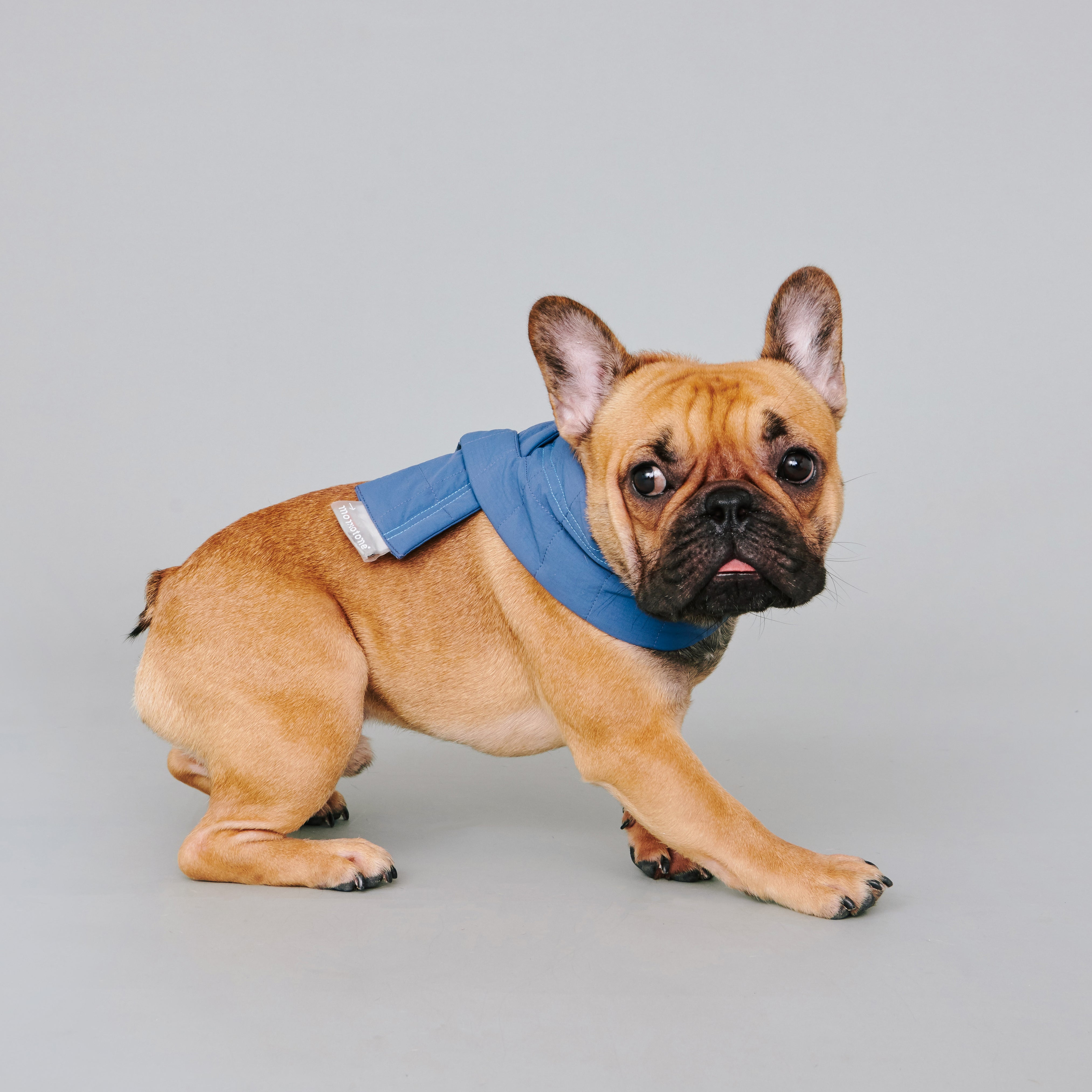 yama paws / nur puffer scarf blue – momotone®